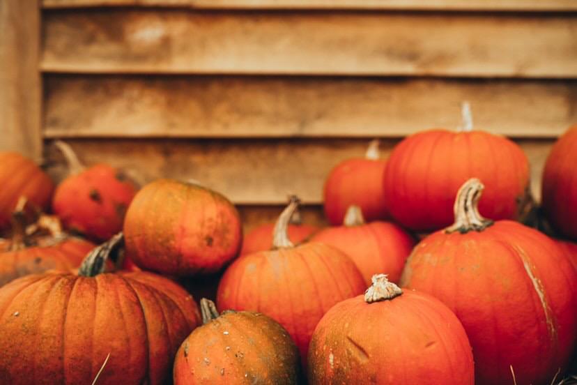 Vale Pick Your Own | | Pumpkin Picking
