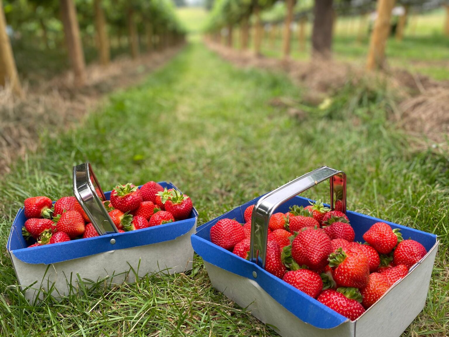 Strawberry and Raspberry Picking - Vale Pick Your Own
