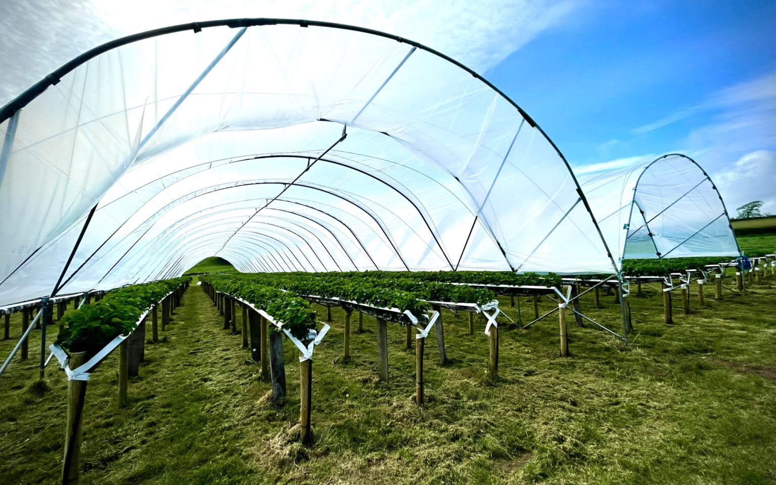 Strawberry and Raspberry Picking - Vale Pick Your Own