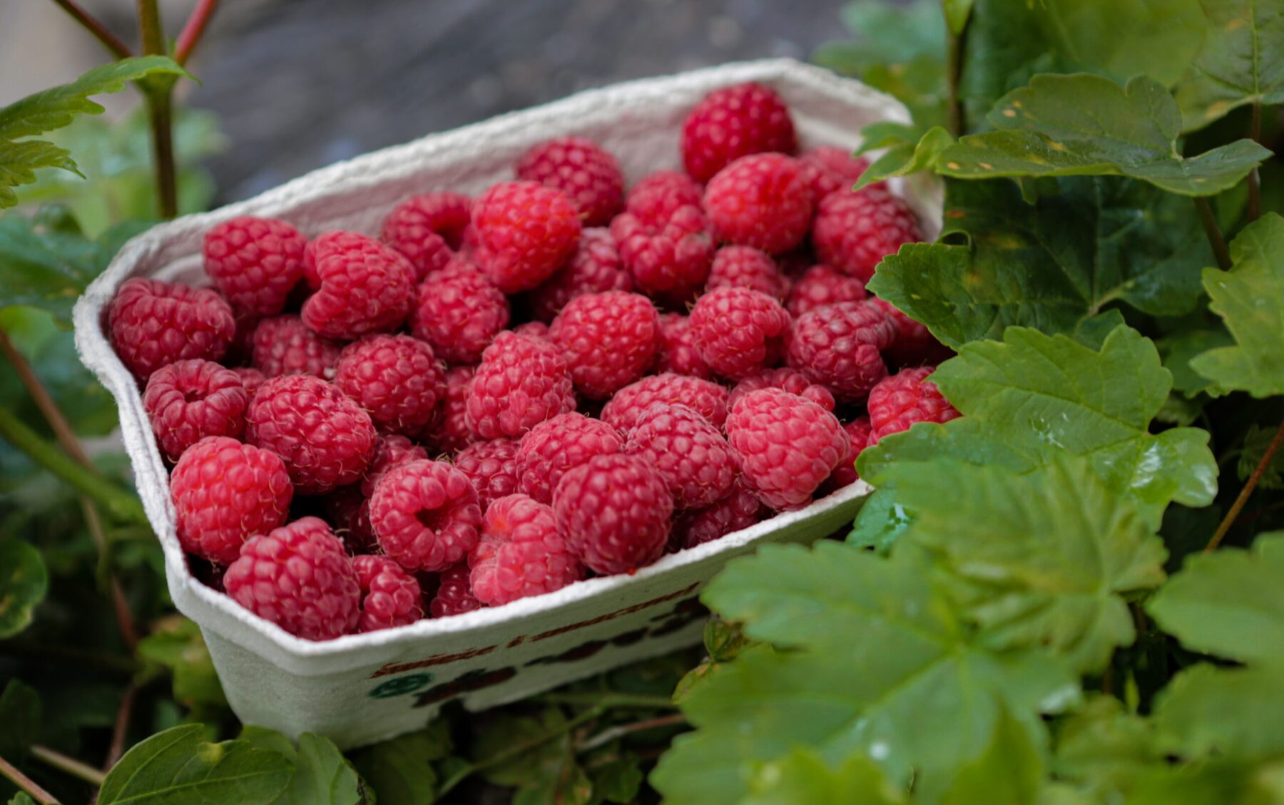 Strawberry and Raspberry Picking - Vale Pick Your Own