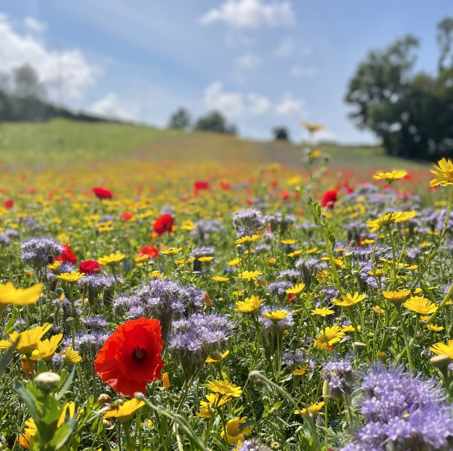 The Flower Field – Vale Pick Your Own