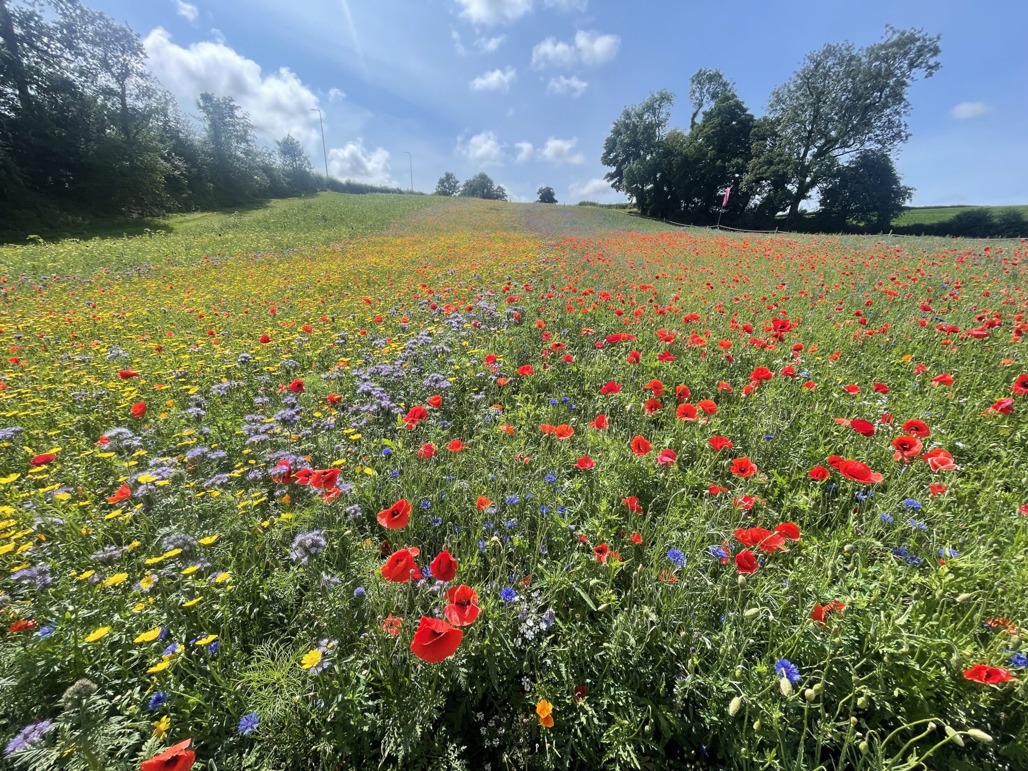 The Flower Field – Vale Pick Your Own