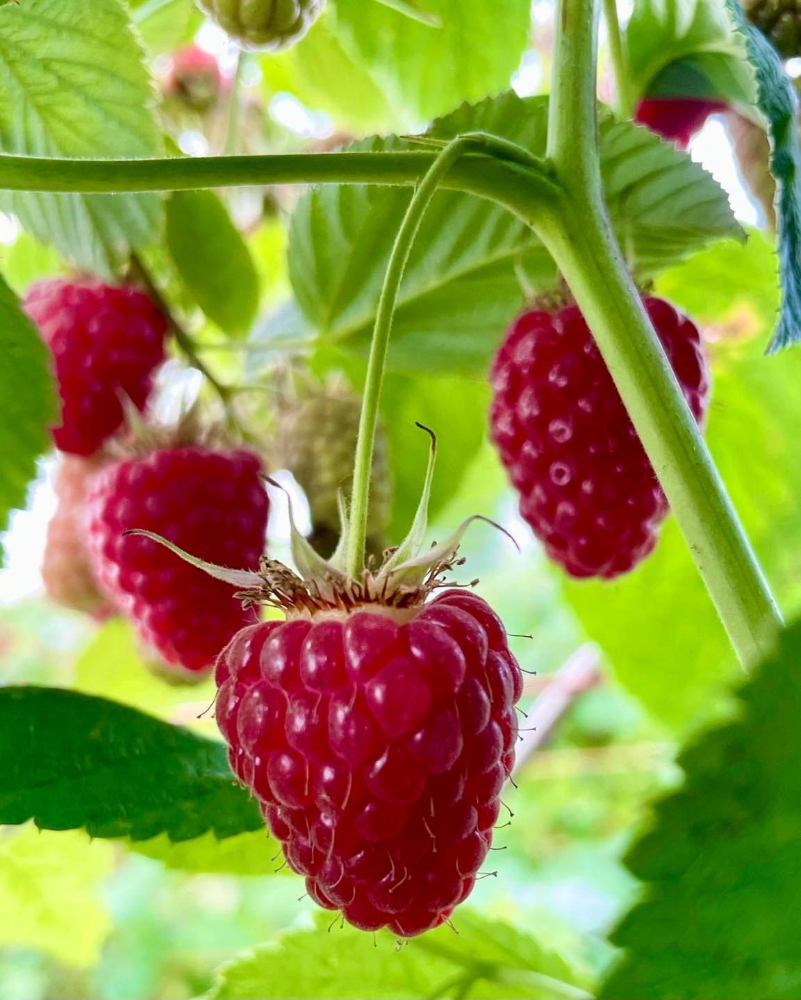 Strawberry and Raspberry Picking - Vale Pick Your Own